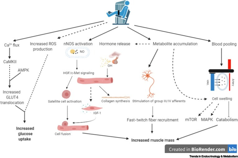 Blood Flow Restriction (BFR) and Possible Applications in Type 2 Diabe